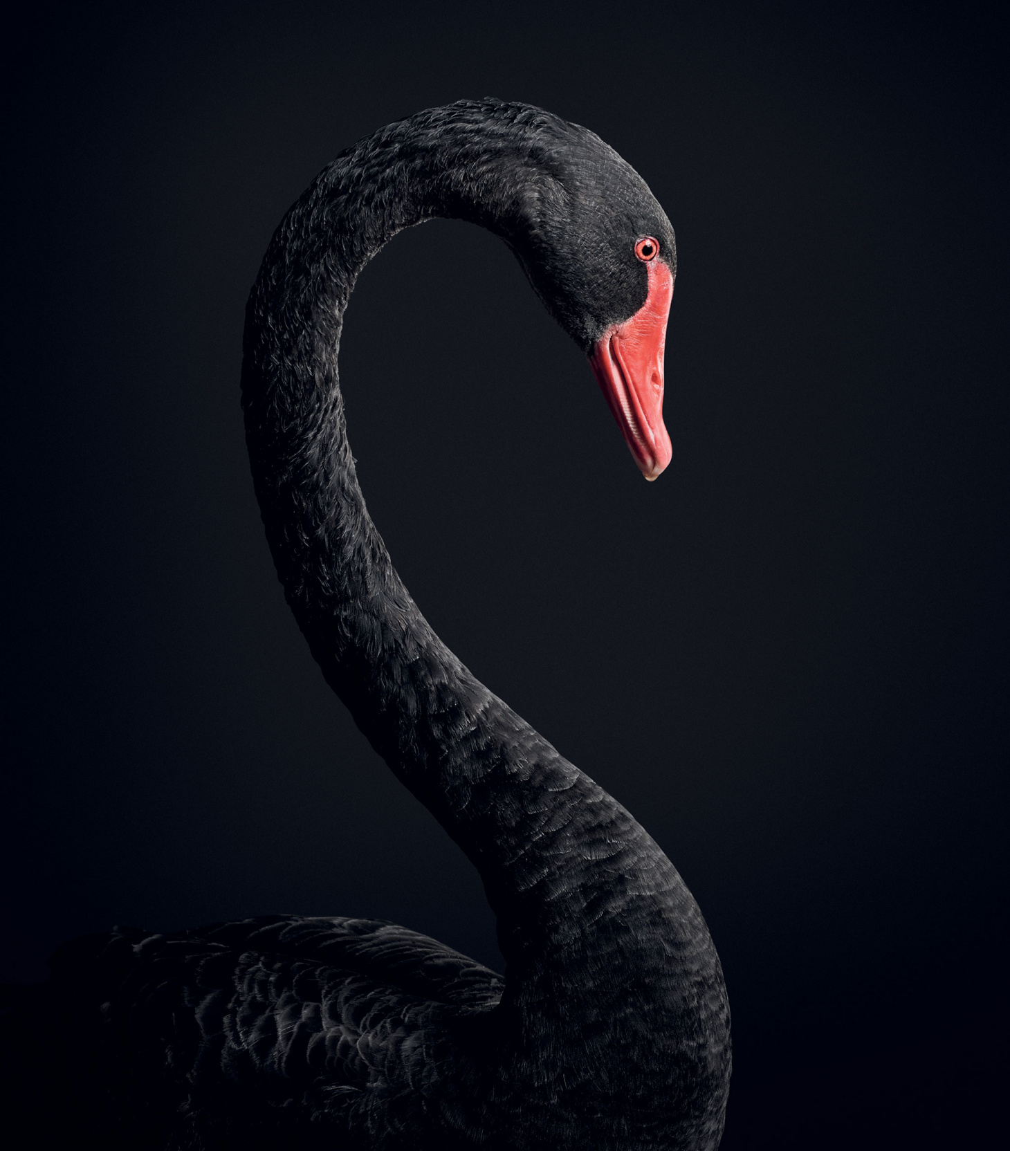 Making Randal Ford's Animal Kingdom